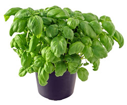 Basil, my most used herb… – ARTFOODHOME.COM