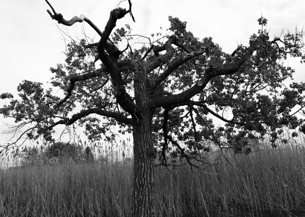 Tree – Harsens Island, MI – What a beautiful Island! – ARTFOODHOME.COM