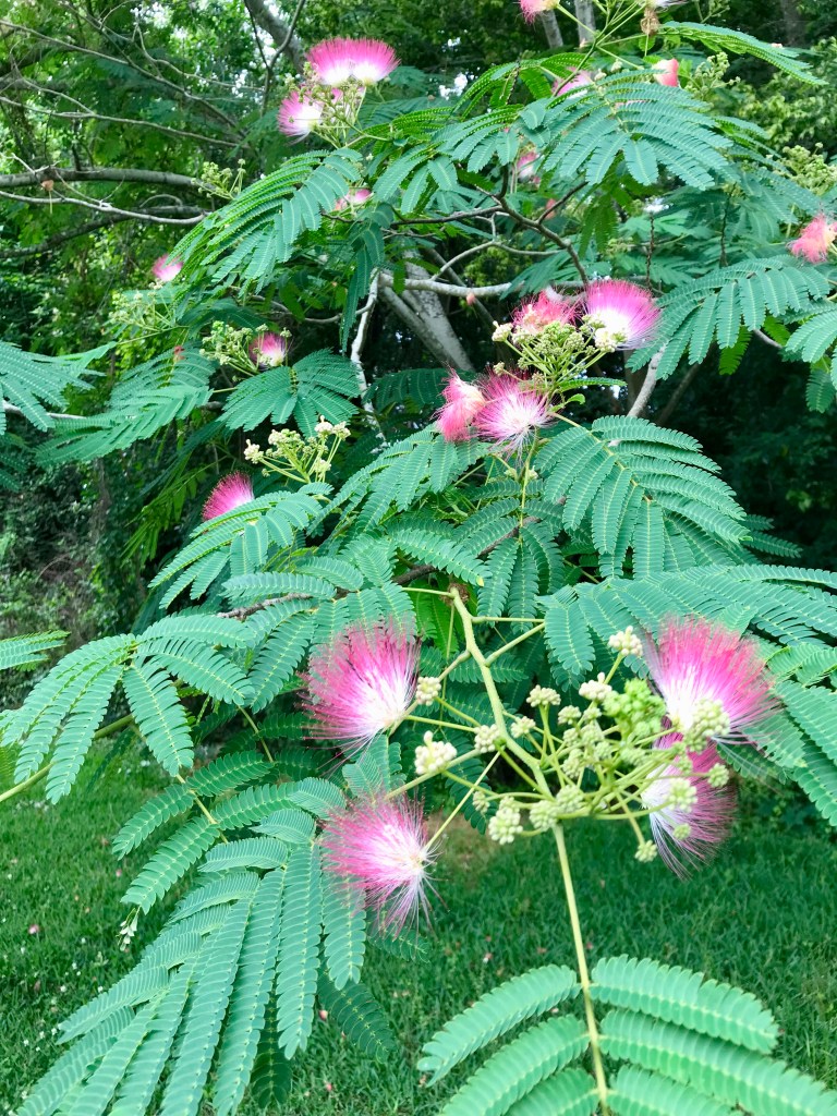 Mimosa Tree – Beautiful, but… – ARTFOODHOME.COM