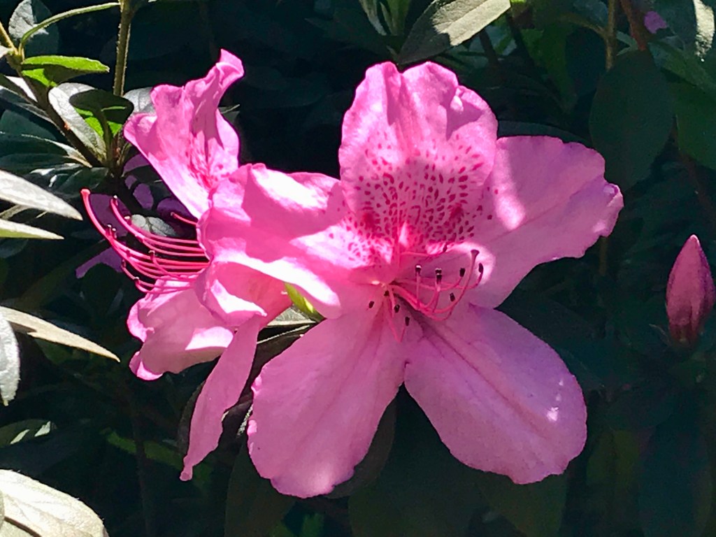 Azaleas in Charleston, SC! – ARTFOODHOME.COM