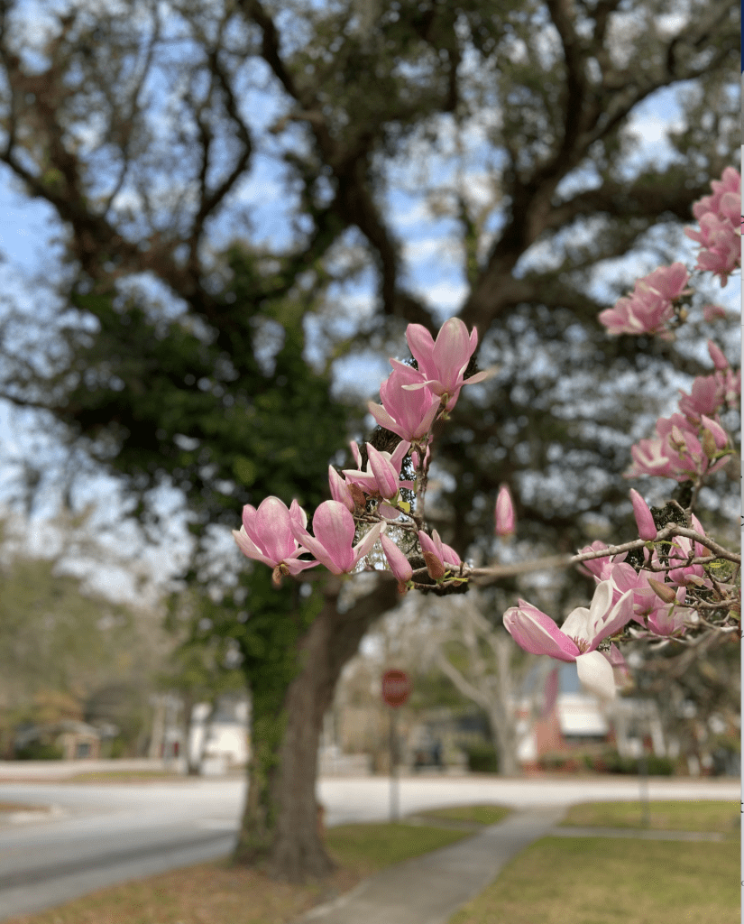 Looking like spring in Charleston, SC! – ARTFOODHOME.COM