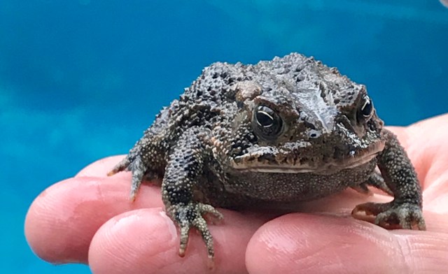 Sometimes you have to kiss a few frogs before you meet a prince ...