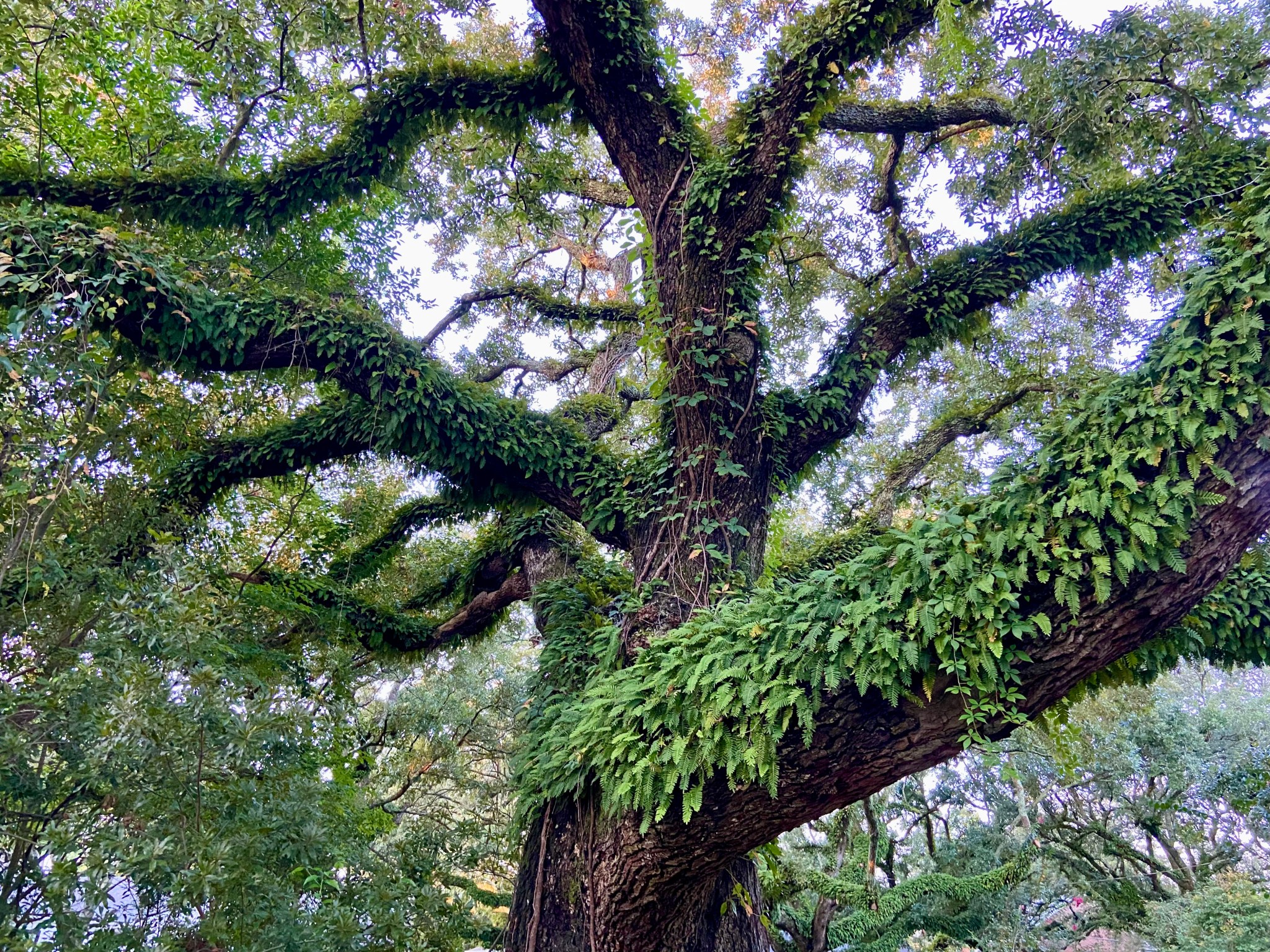 Majestic Trees… – ARTFOODHOME.COM