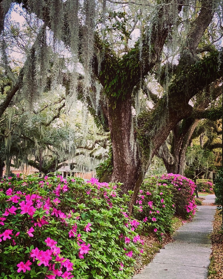Live Oak Trees & Azaleas Blooming in Charleston, SC – ARTFOODHOME.COM