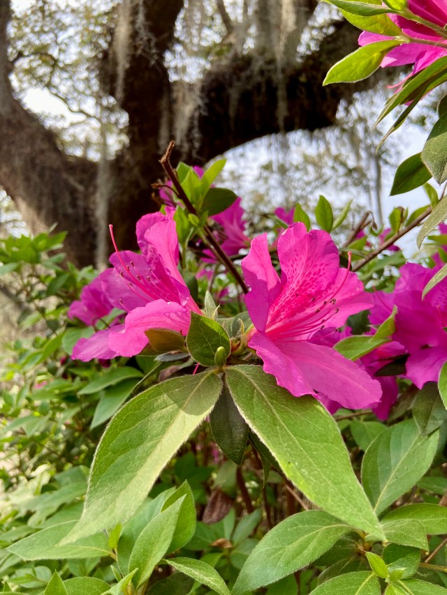 HAPPY SPRING from Charleston, SC! – ARTFOODHOME.COM