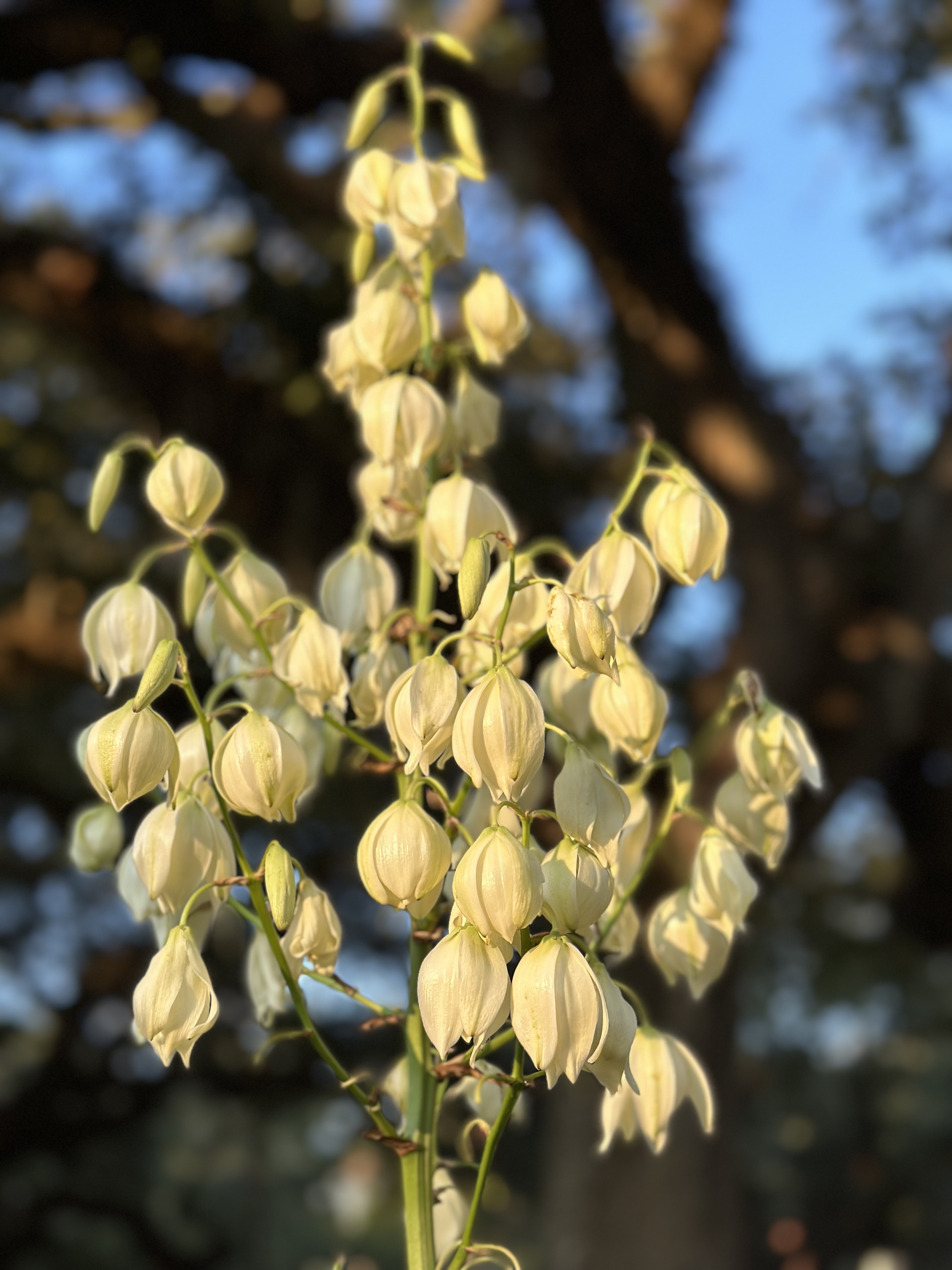 A Yucca Bloom + Big Bird = Good Grief – ARTFOODHOME.COM