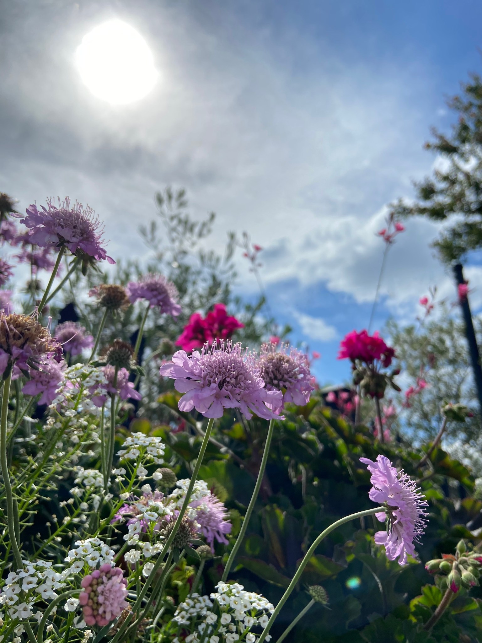 Happy Summer Solstice! – ARTFOODHOME.COM