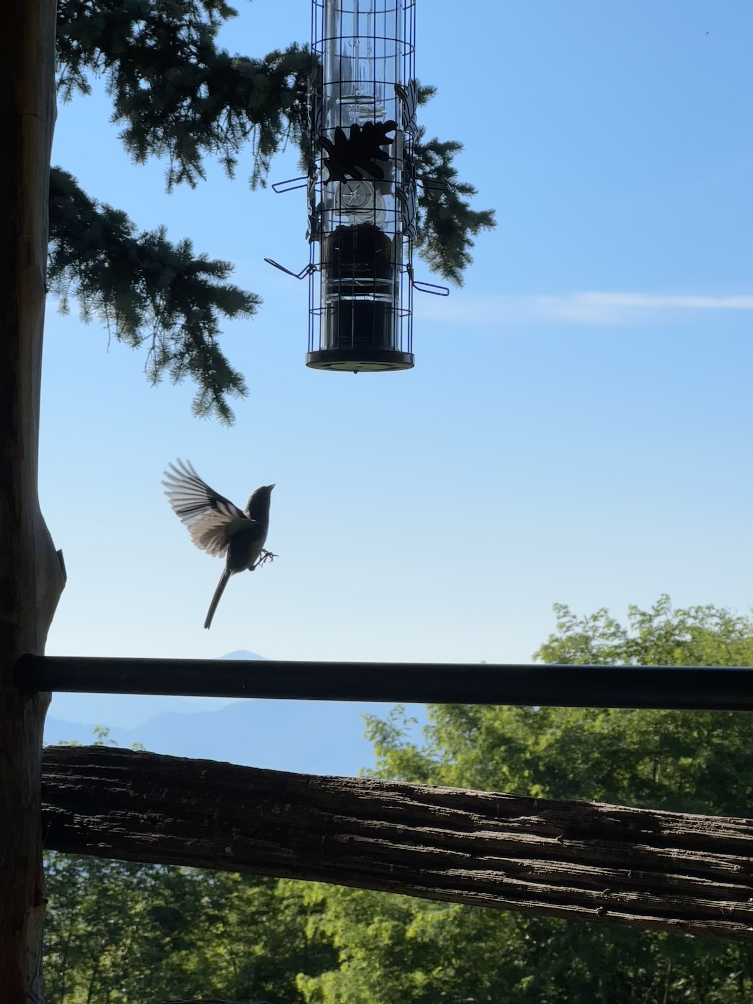 From the Archives – Bird Watching at The Swag! – ARTFOODHOME.COM