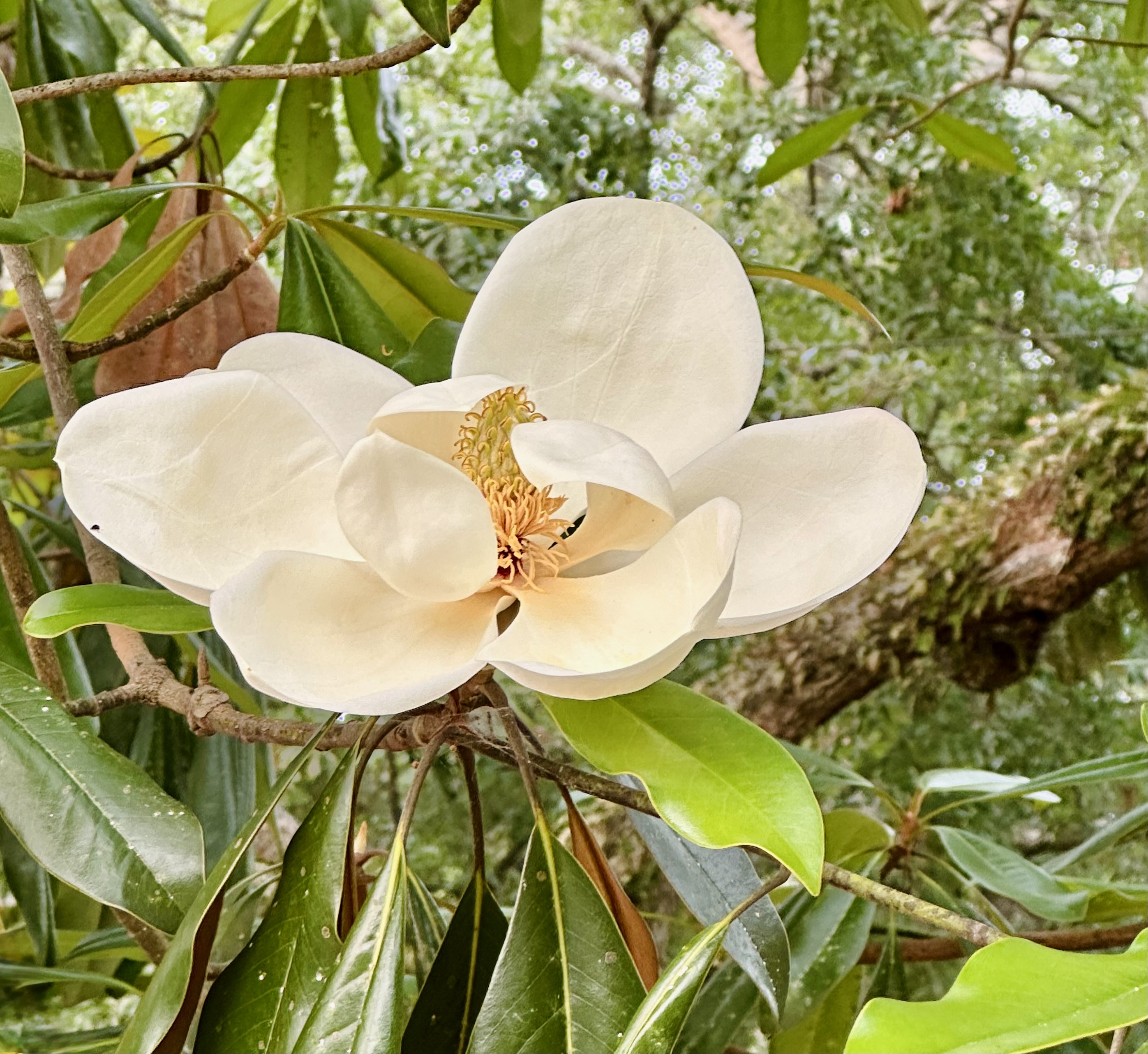 Blooming Magnolia | Charleston, SC – ARTFOODHOME.COM